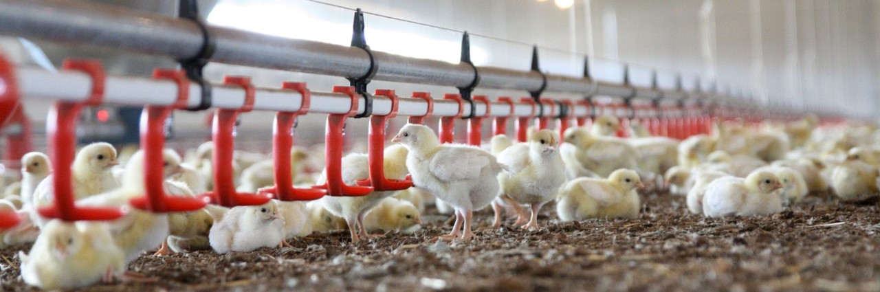 Poultry Nipple Drinking System for Healthy Birds - Red Venture Equipment